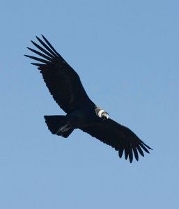 Andean Condor Tour – Tours in Bolivia