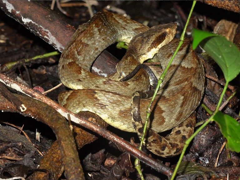 Amboro National Park Tours [Top Rated Tour Guide]
