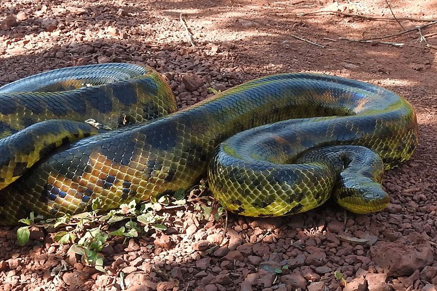 San Miguelito Jaguar Conservation Tour
