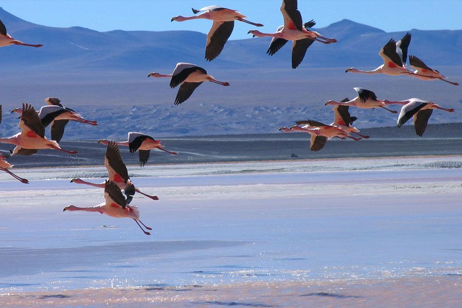 Honeymoon Package in Bolivia – Tours in Bolivia