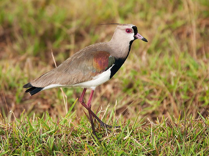 Eastern Bolivia Birding Tour – Tours in Bolivia