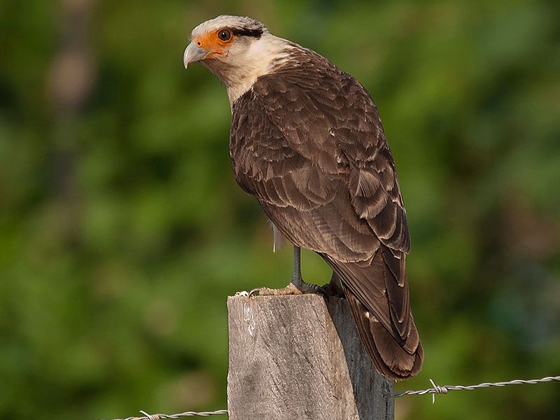 Eastern Bolivia Birding Tour – Tours in Bolivia