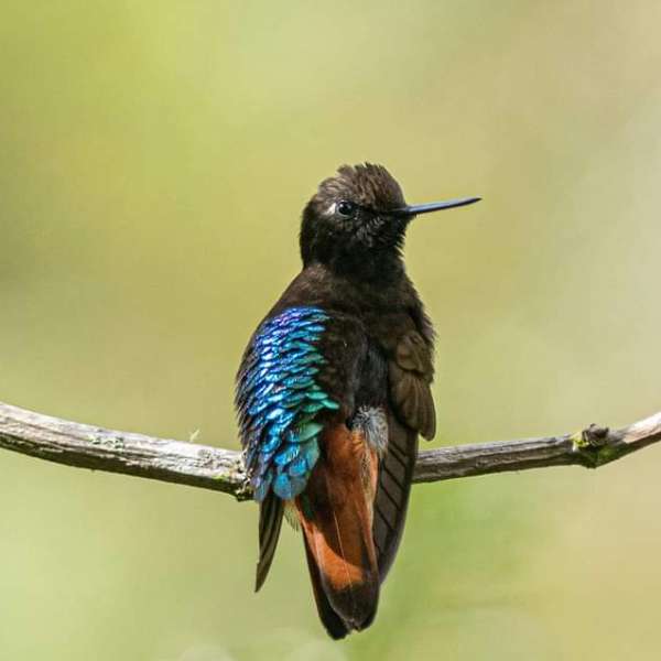 JUKUMARI LODGE, THE BEST KEPT BIRDING SECRET IN BOLIVIA – Tours in Bolivia